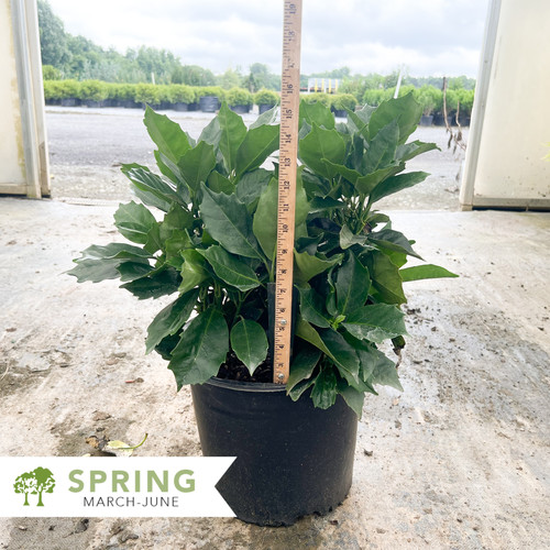 Green Aucuba - Aucuba japonica 'Green' | Shepherdssupply