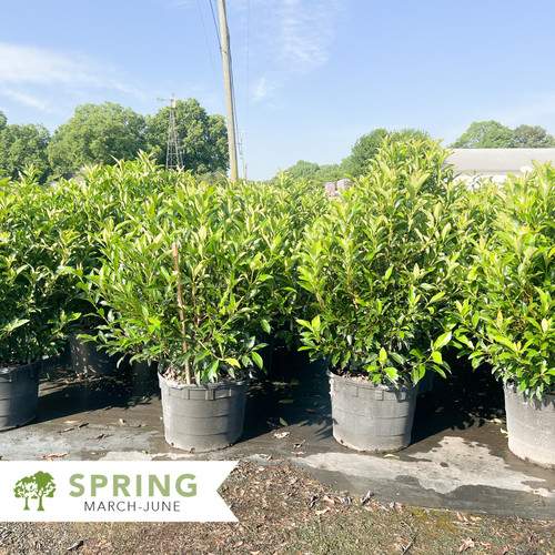 Chindo Sweet Viburnum - Viburnum awabuki 'Chindo' | Shepherdssupply