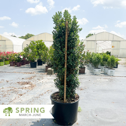 Dee Runk Boxwood - Buxus sempervirens 'Dee Runk' | Shepherdssupply