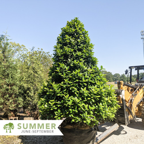 Homefire Holly - Ilex x 'Homefire' | Shepherdssupply