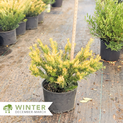 Golden Dragon™ Japanese Plum Yew – Cephalotaxus harringtonia 'Golden ...