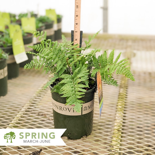 Jurassic Gold Wood Fern – Dryopteris wallichiana 'Jurassic Gold ...