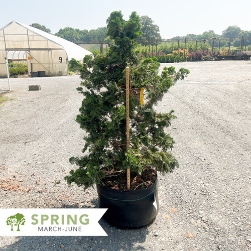 Compact Hinoki Cypress - Chamaecyparis obtusa 'Compacta' | Shepherdssupply