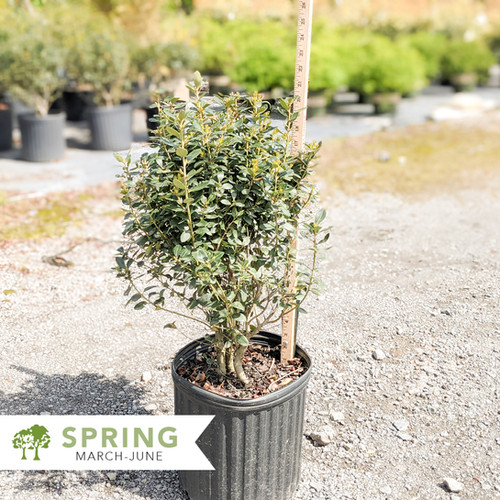 Densa Inkberry Holly - Ilex glabra 'Densa' | Shepherdssupply
