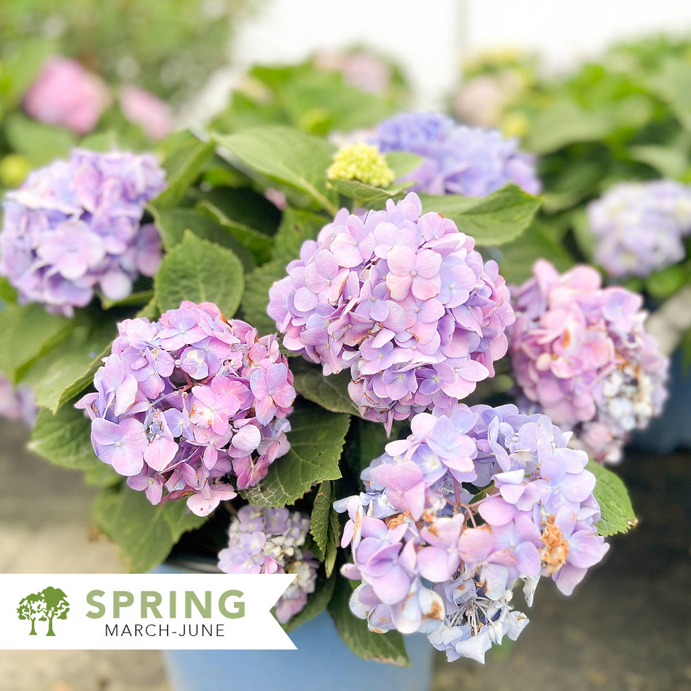 Endless Summer 'The Original' Hydrangea - Hydrangea macrophylla ...