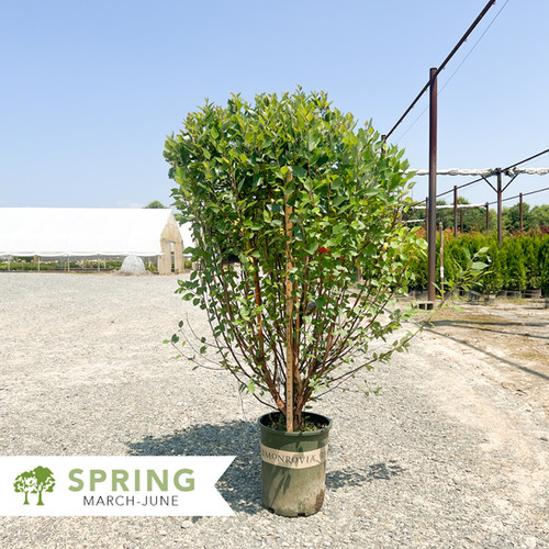 Fox Valley® Dwarf River Birch – Betula nigra 'Little King ...