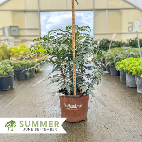 Marvel Mahonia - Mahonia x media 'Marvel' | Shepherdssupply