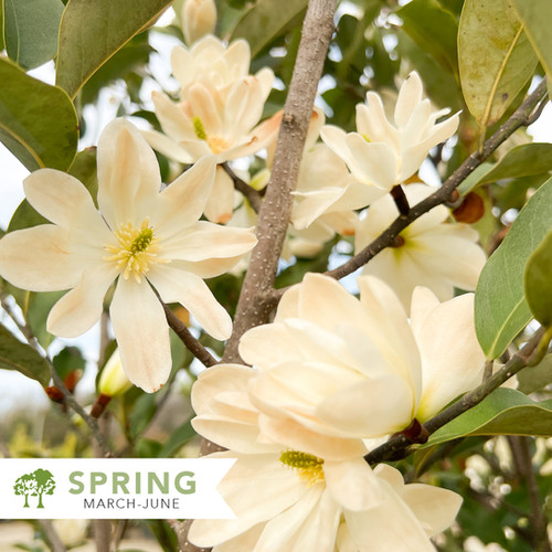 Inspiration Magnolia - Magnolia laevifolia 'Inspiration' | Shepherdssupply