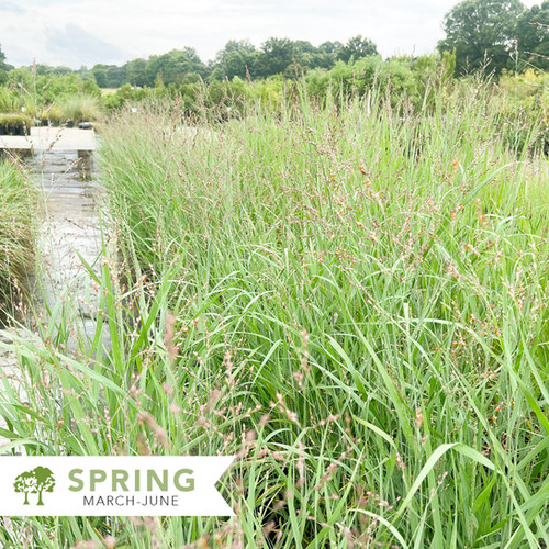 Heavy Metal Blue Switch Grass - Panicum virgatum 'Heavy Metal ...
