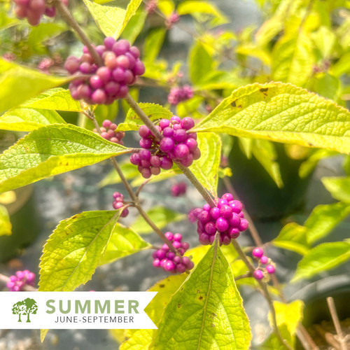 White Beautyberry – Callicarpa americana 'Alba' | Shepherdssupply
