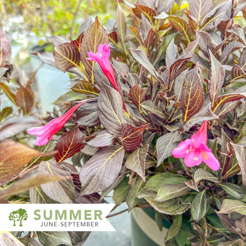 Coco Chill™ Weigela - Weigela florida 'VBL 1' | Shepherdssupply