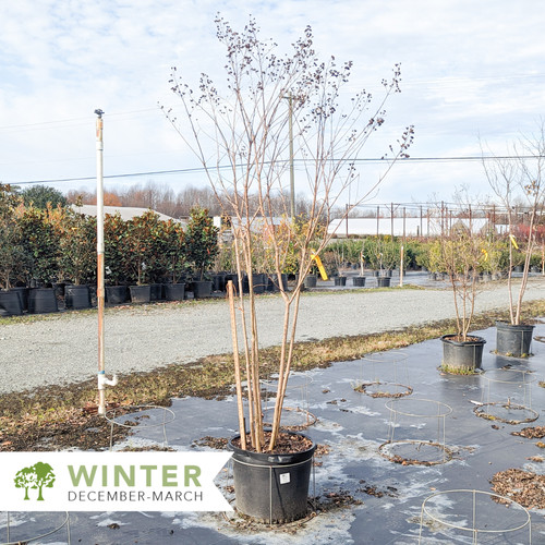 Autaugaville Crape Myrtle – Lagerstroemia indica 'Autaugaville ...
