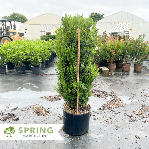 American Highlander Boxwood - Buxus sempervirens 'Highlander ...