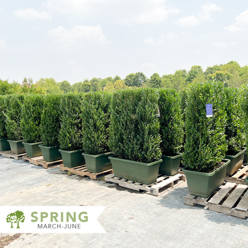 Emerald Colonnade Holly Trough Patio Hedge - Ilex x 'RutHol1' PP ...