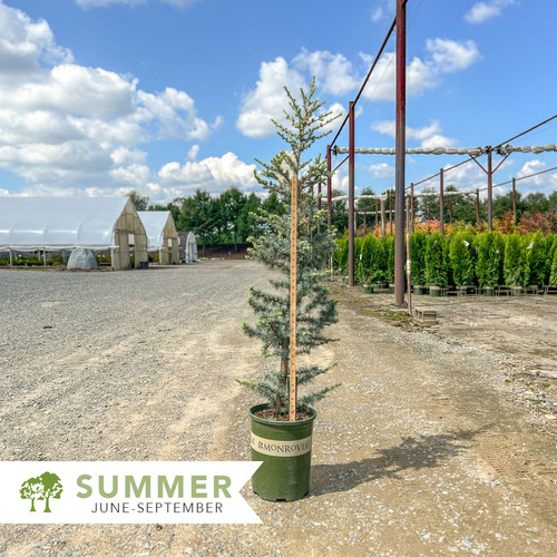 Horstmann Blue Atlas Cedar – Cedrus atlantica 'Horstmann' | Shepherdssupply