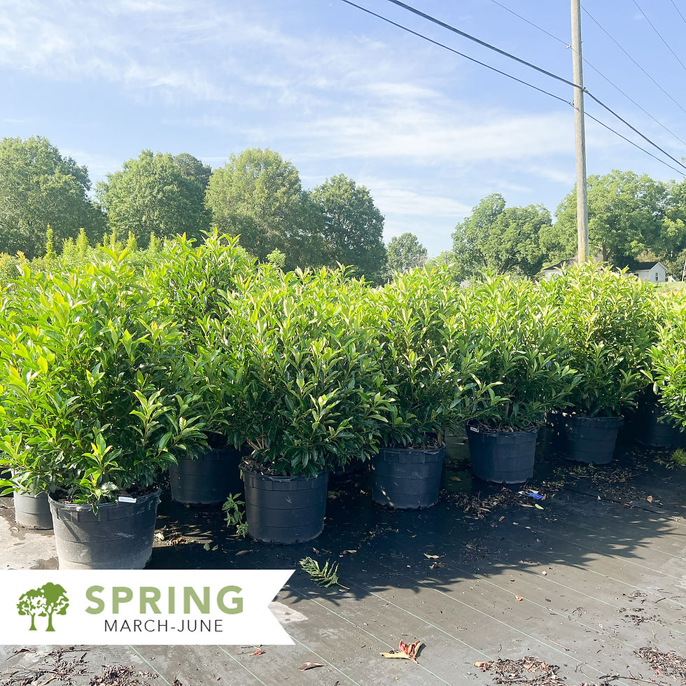 Chindo Sweet Viburnum - Viburnum awabuki 'Chindo' | Shepherdssupply