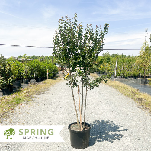 Autaugaville Crape Myrtle – Lagerstroemia indica 'Autaugaville ...