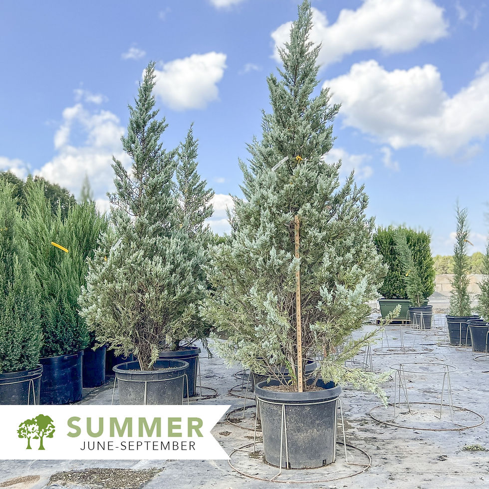 Wichita Blue Juniper – Juniperus scopulorum 'Wichita Blue ...
