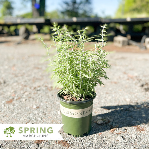 Whispurr™ Pink Catmint – Nepeta x faassenii 'Balpurrink' | Shepherdssupply