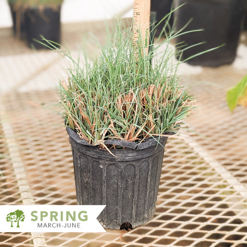 Blue Zinger Sedge - Carex flacca 'Blue Zinger' | Shepherdssupply