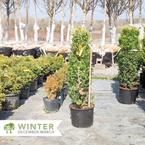 American Highlander Boxwood - Buxus sempervirens 'Highlander ...
