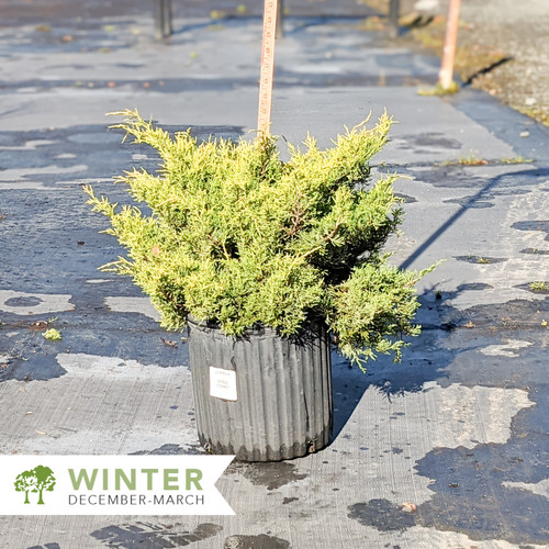 Gold Coast® Juniper - Juniperus x pfitzeriana 'Gold Coast ...