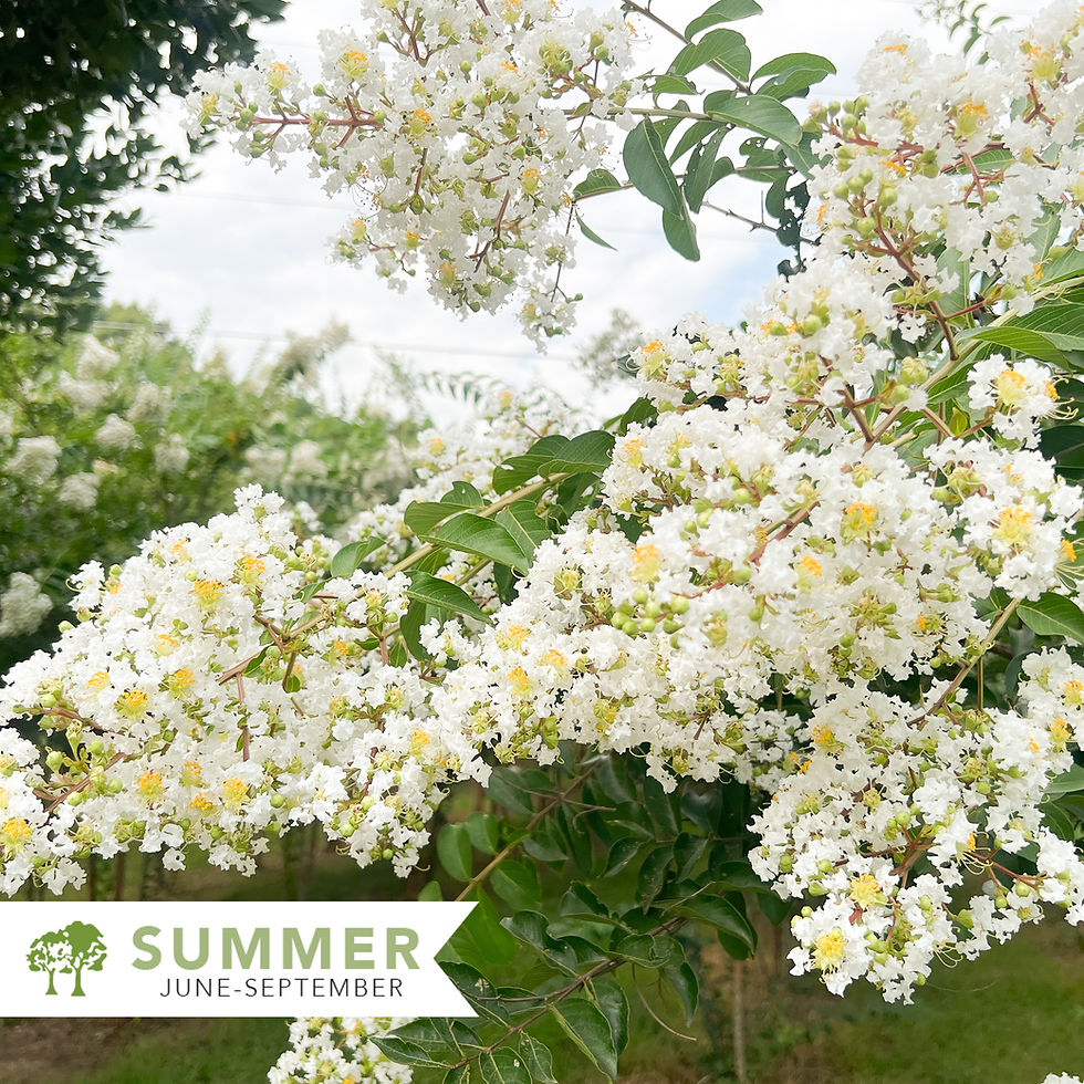 Sarah's Favorite Crape Myrtle– Lagerstroemia indica 'Sarah's Favorite ...