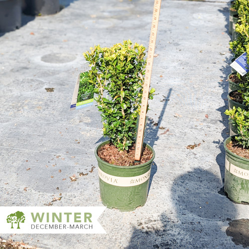 Green Tower® Boxwood - Buxus sempervirens 'Monrue' | Shepherdssupply