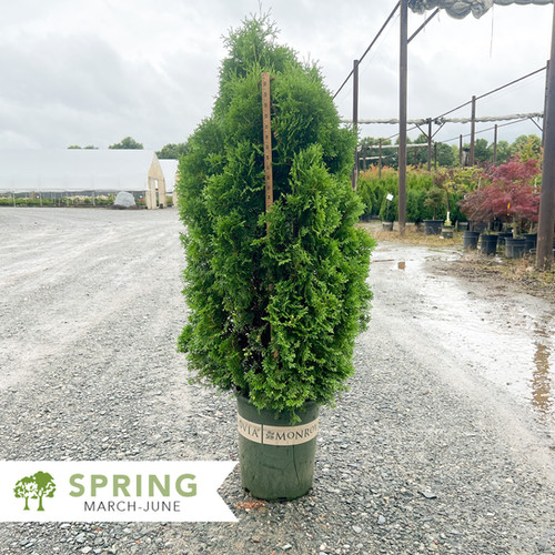 Holmstrup Arborvitae – Thuja occidentalis 'Holmstrup' | Shepherdssupply