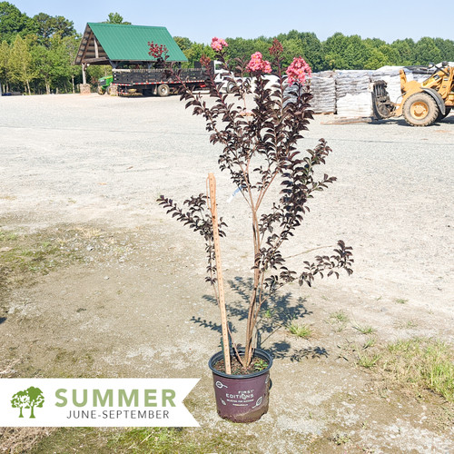 Twilight Magic™ Crape Myrtle – Lagerstroemia 'PIILAG-VIII ...