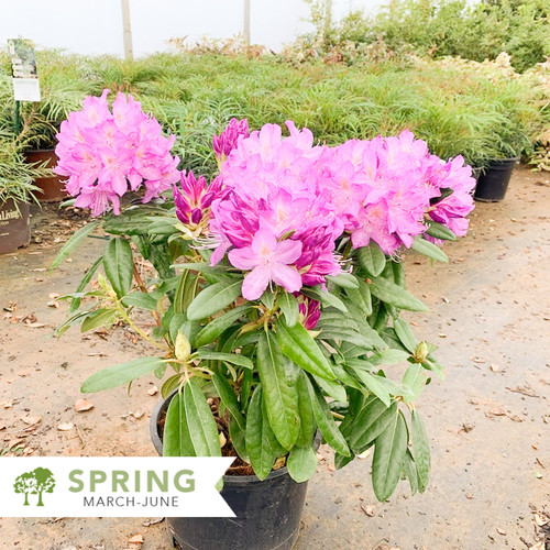 Purpureum Elegans Rhododendron - Rhododendron catawbiense 'Purpureum ...