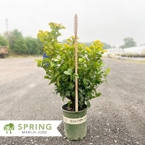 Volcano Cherry Laurel - Prunus laurocerasus 'JONG1' | Shepherdssupply