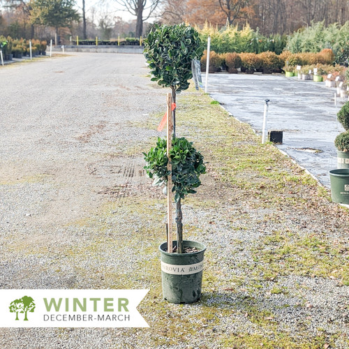 2-Ball Poodle Recurve Ligustrum – Ligustrum japonicum 'Recurvifolium ...