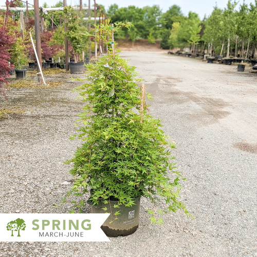 Ryusen Japanese Maple - Acer palmatum 'Ryusen' | Shepherdssupply