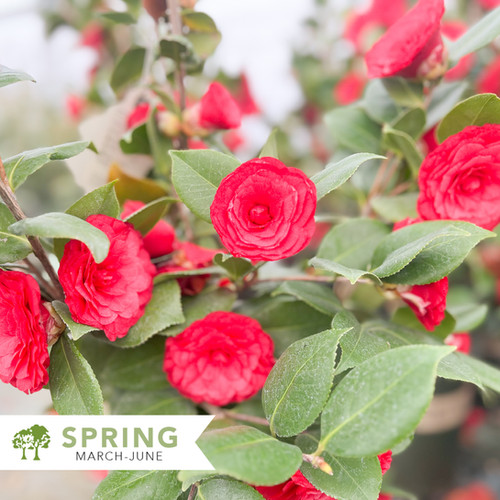 Nuccio's Bella Rossa Camellia - Camellia japonica 'Nuccio's Bella Rossa ...