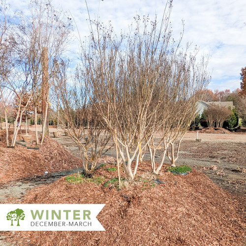 Purple Cow™ Crape Myrtle – Lagerstroemia x 'GAMAD IX' | Shepherdssupply