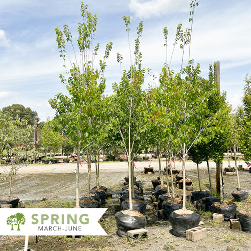 American Sentry® Linden - Tilia americana 'McKSentry' | Shepherdssupply
