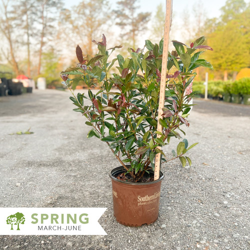 Coppertop™ Sweet Viburnum - Viburnum odoratissimum 'BRANT01 ...