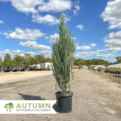 Skyrocket Juniper – Juniperus scopulorum 'Skyrocket' | Shepherdssupply