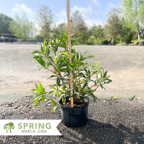 Woodland Ruby Anise – Illicium 'Woodland Ruby' | Shepherdssupply