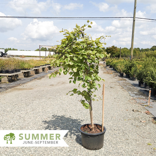 Whitewater Redbud - Cercis canadensis 'Whitewater' | Shepherdssupply