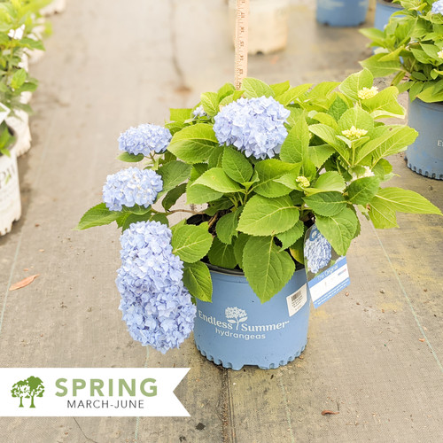 Endless Summer 'The Original' Hydrangea - Hydrangea macrophylla ...