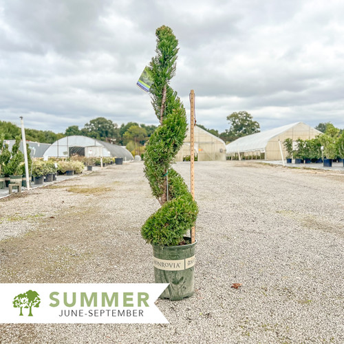 Mint Julep® Juniper Topiary – Juniperus chinensis 'Monlep' Spiral ...
