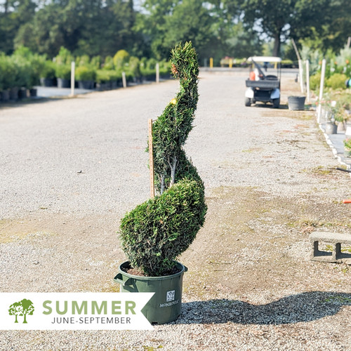 Spiral Tiny Tower® Arborvitae Topiary - Thuja x 'MonRig' | Shepherdssupply