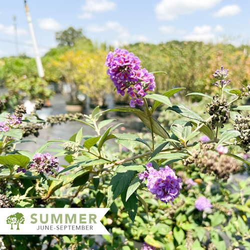 Lo & Behold® Blue Chip Butterfly Bush – Buddleia x 'Blue Chip ...