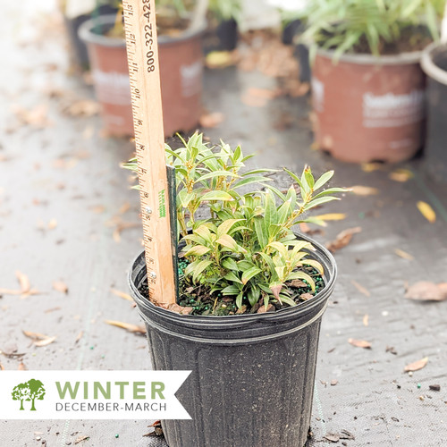 Fragrant Mountain Sweet Box – Sarcococca hookeriana var. humilis ...