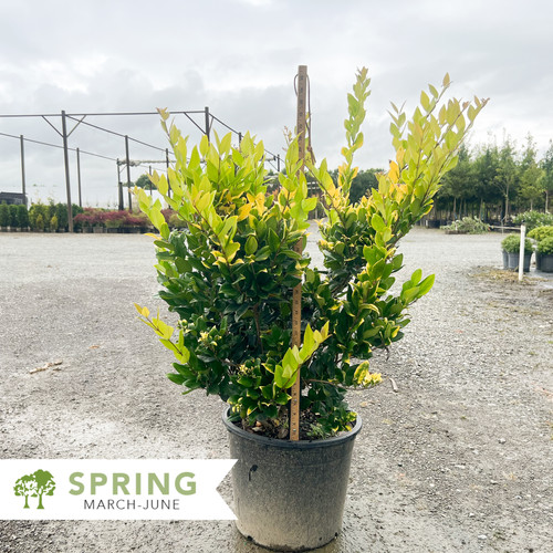 Howardii Japanese Privet – Ligustrum japonicum 'Howardii' | Shepherdssupply