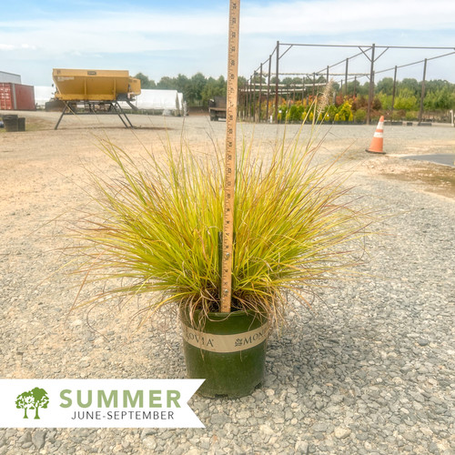 Ginger Love Fountain Grass – Pennisetum alopecuroides 'Ginger Love ...