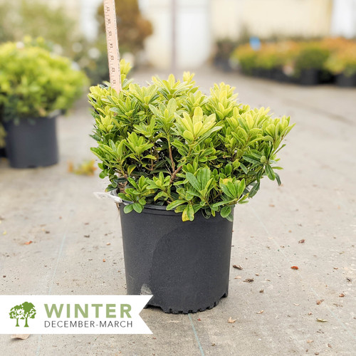 Wheeler's Dwarf Japanese Pittosporum – Pittosporum tobira 'Wheeler's ...