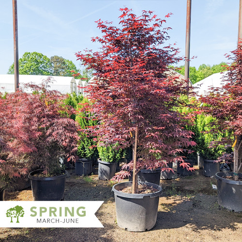 Emperor I Japanese Maple - Acer palmatum 'Wolff' | Shepherdssupply